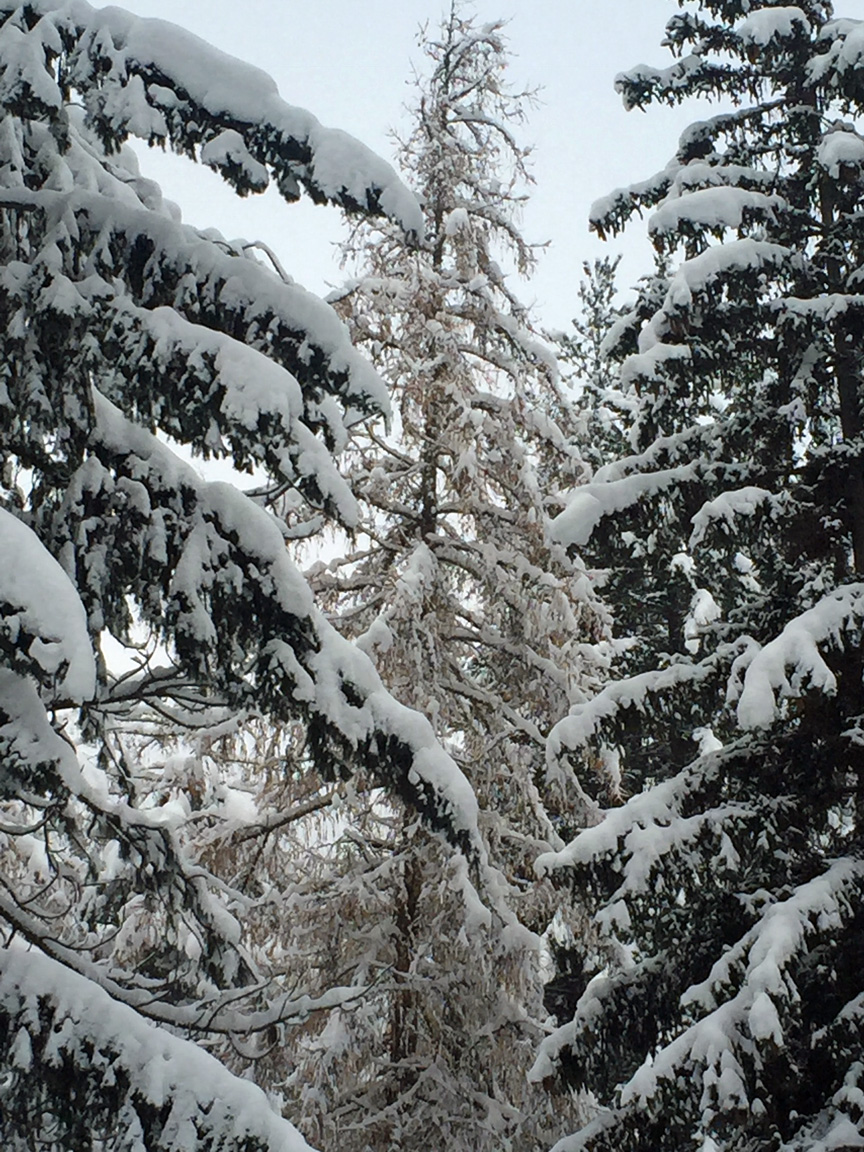Snowy Trees – The Sewful Life